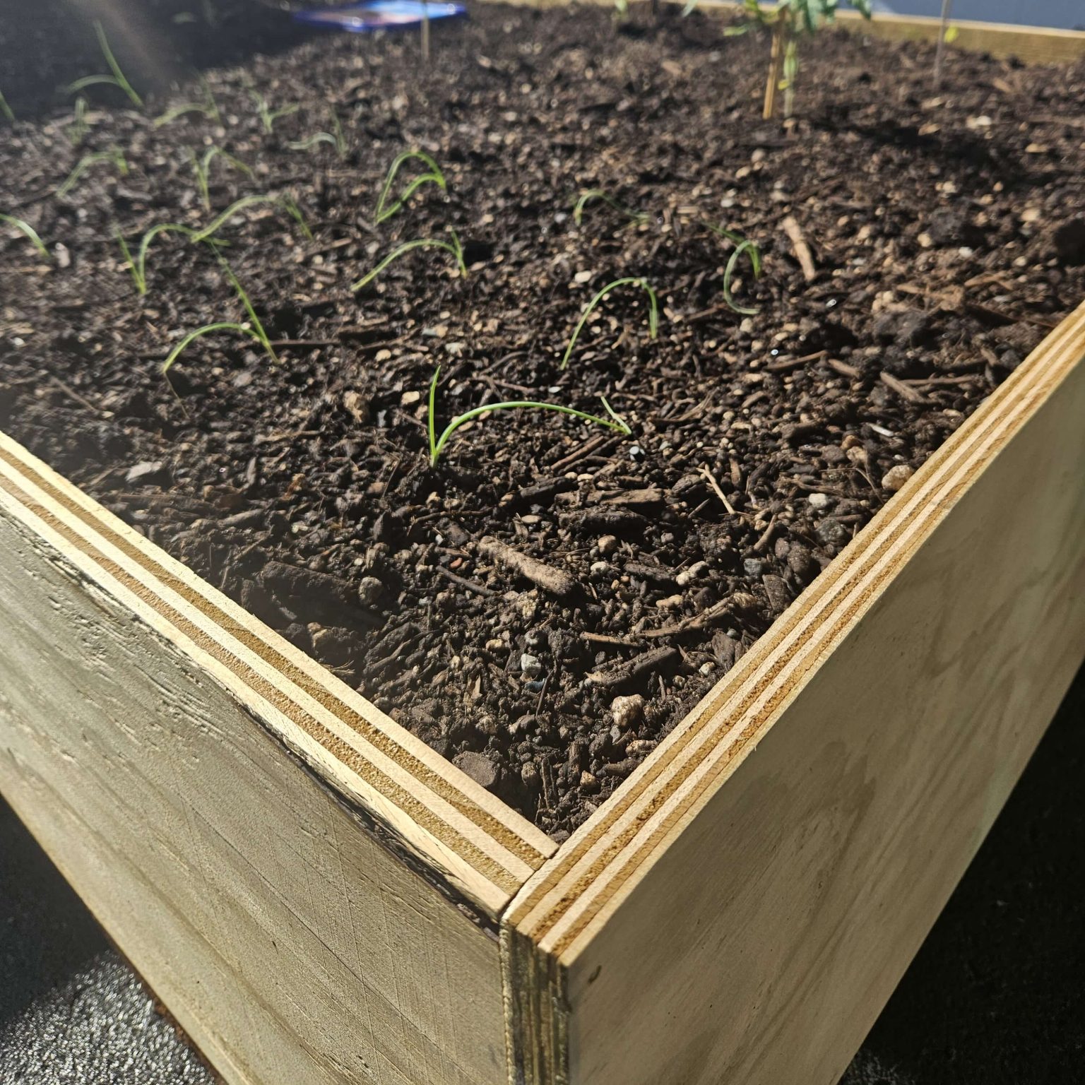 Non-structural pine plywood | Plywood City | New Zealand